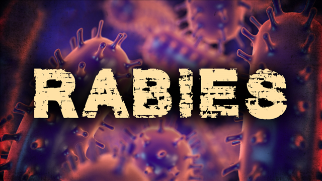 Raccoon Tests Positive for Rabies in Preston - WICZ Raccoon Tests Positive for Rabies in Preston - WICZ