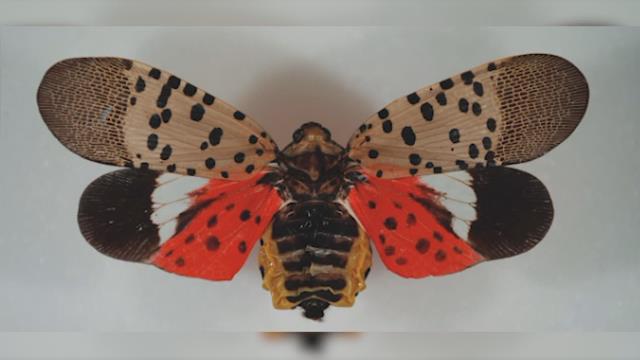 NYS Department of Agriculture Confirms Invasive Insect in New York - WICZ NYS Department of Agriculture Confirms Invasive Insect in New York - WICZ