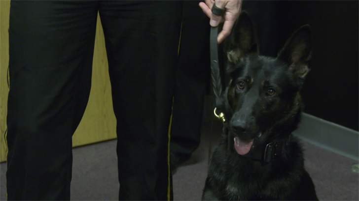 Meet Raven: BCSO's New K9 - WICZ