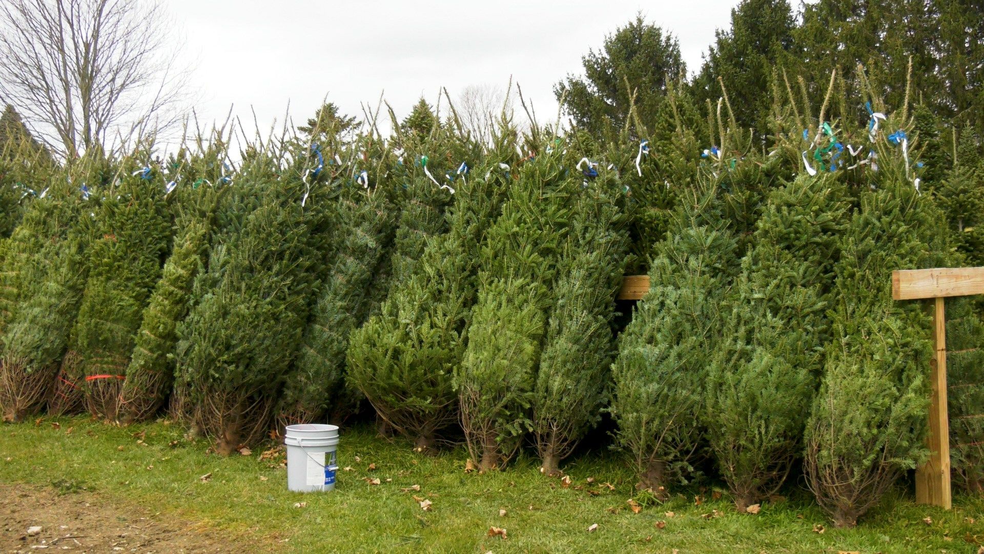 Local Tree Farms see Boom in Business After Thanksgiving - WICZ